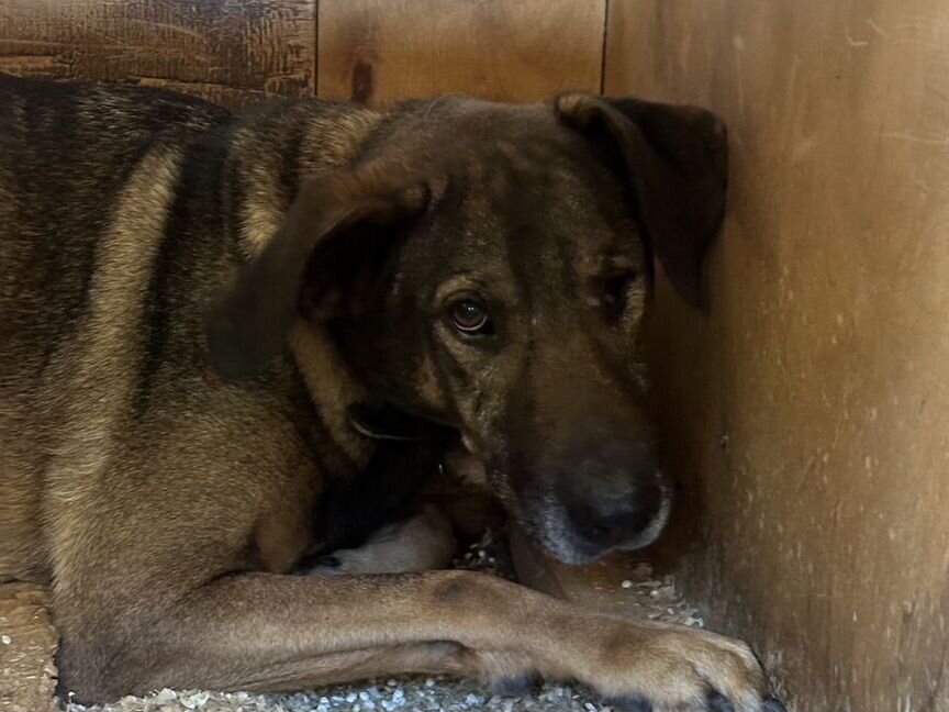 Дизель почти потерял надежду