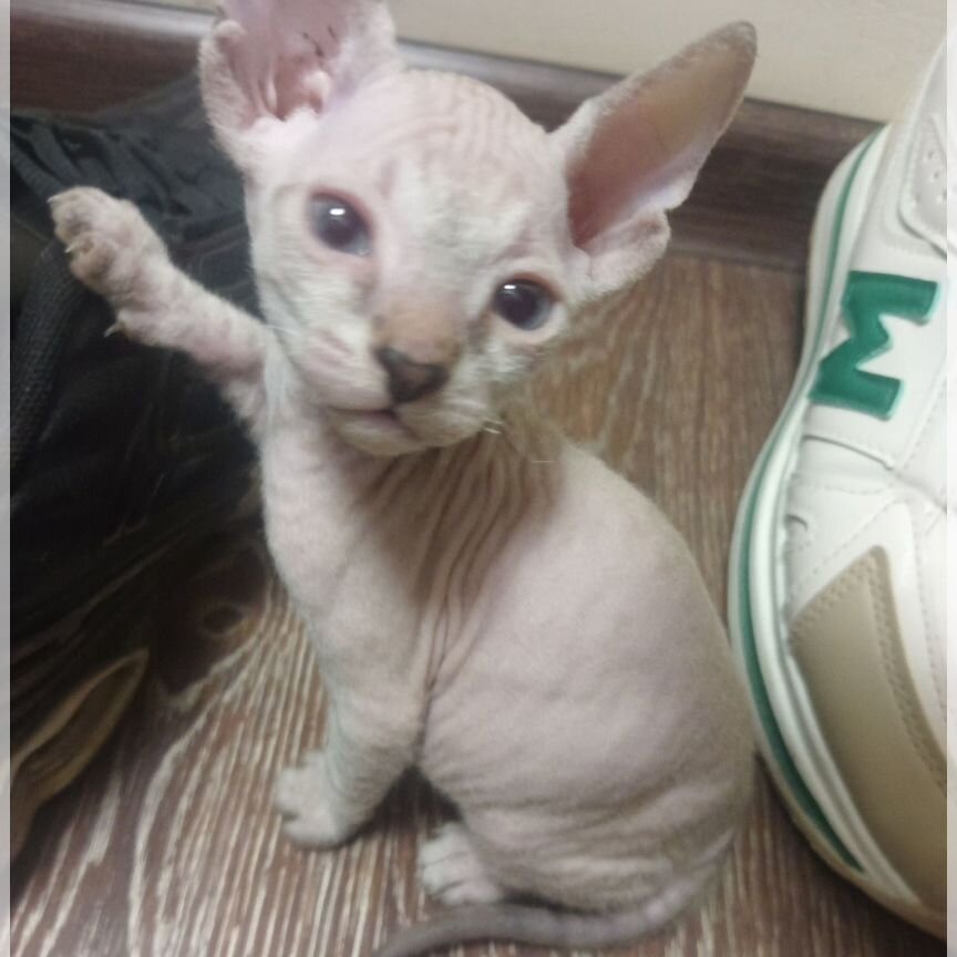 Донской сфинкс котята