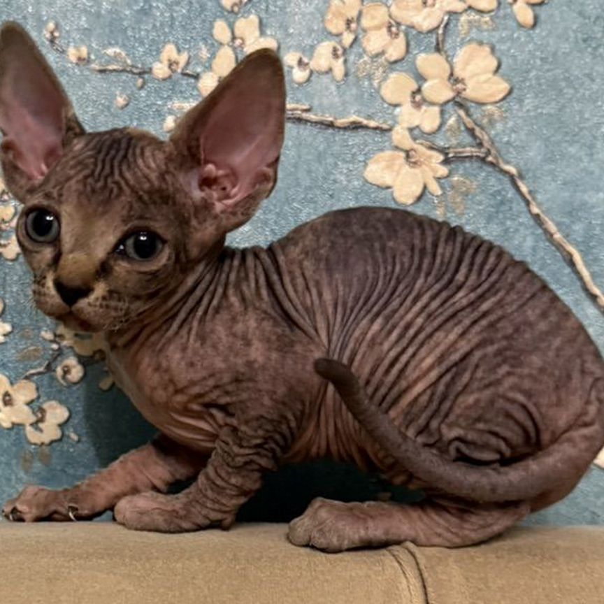 Канадский сфинкс котёнок