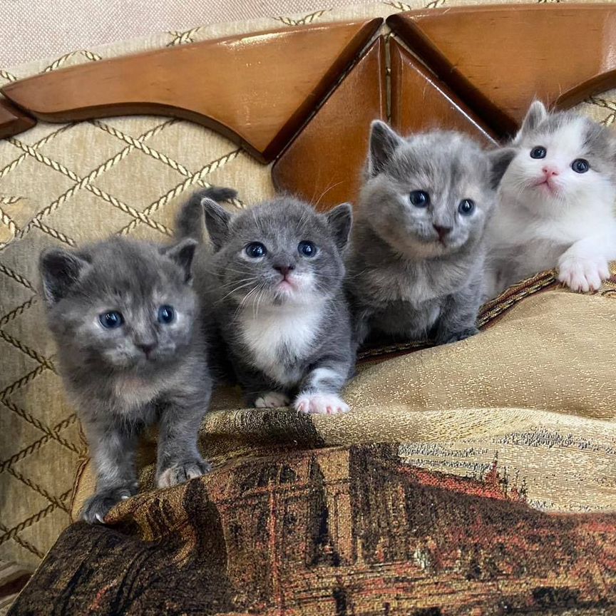 Котята в самые добрые руки