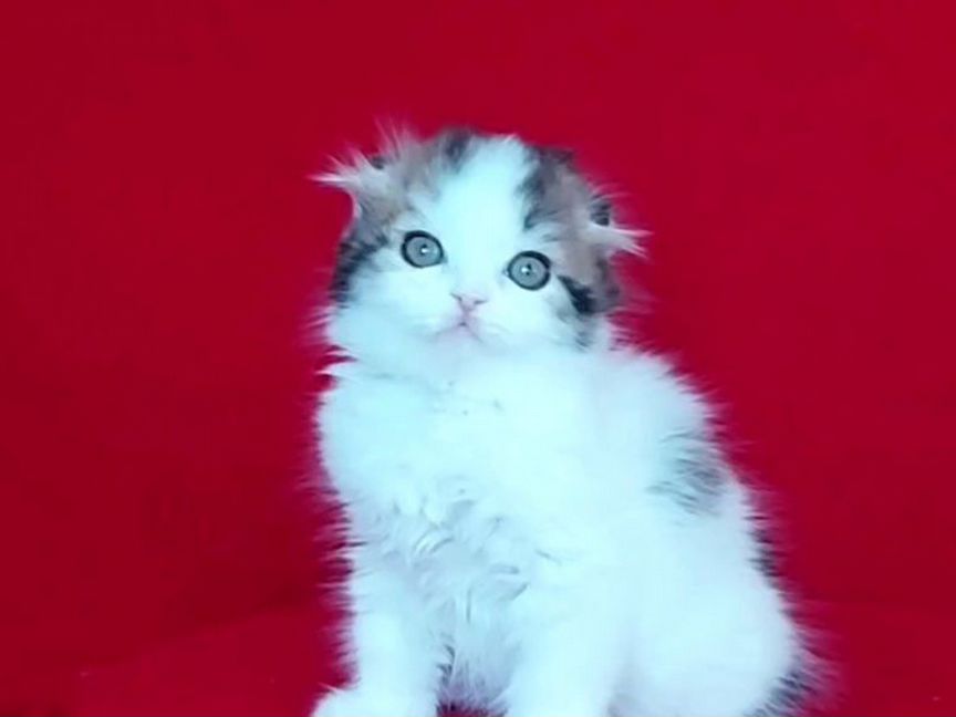 Шотландская Белоснежка