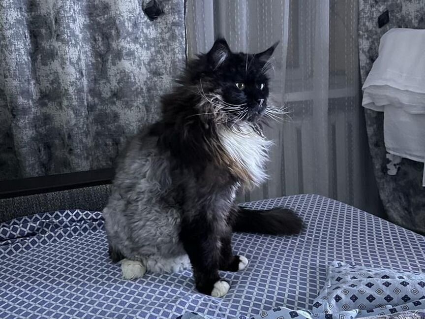 Кошка