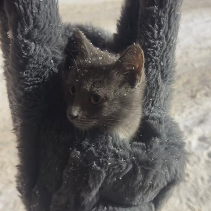 Котенок