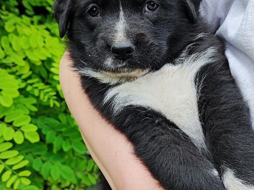 Очаровательная девочка от крупной собаки