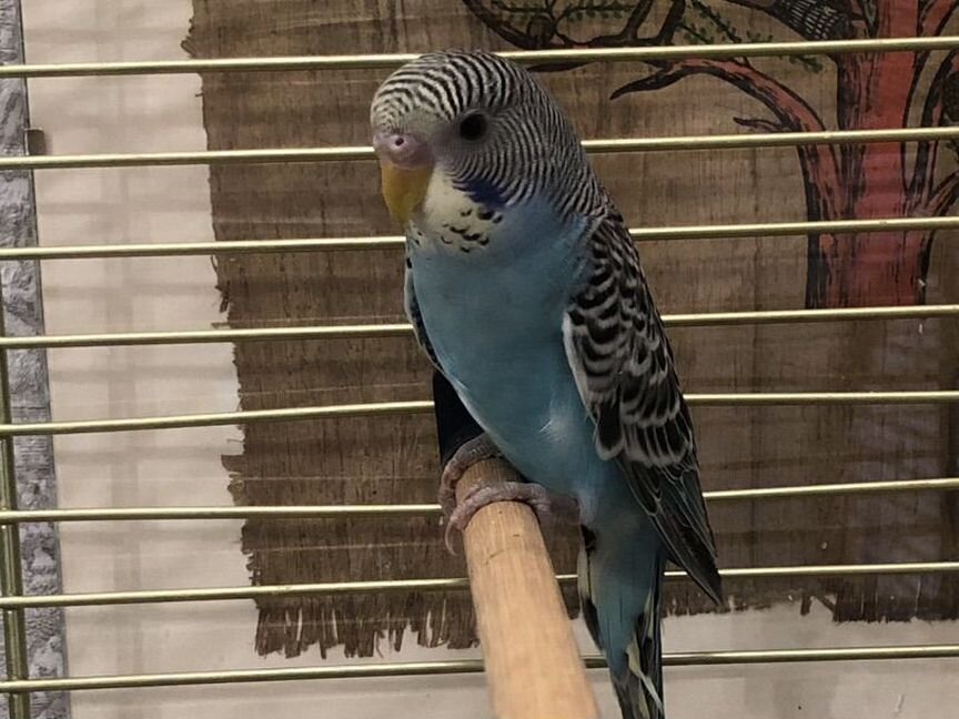 Волнистый попугай птенец