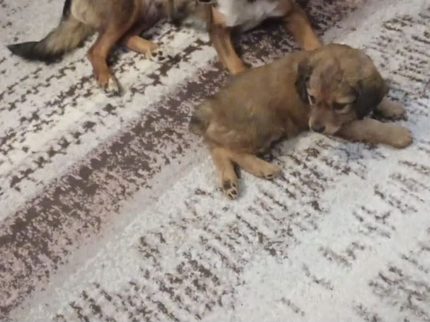 Щенок отдам бесплатно в хорошие руки мальчик