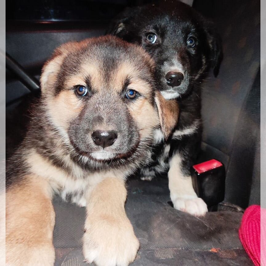 Щенок в добрые руки