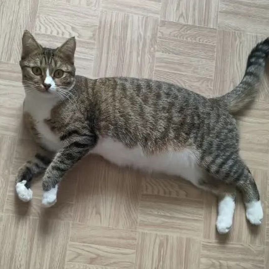 Взрослая, кошка в добрые руки