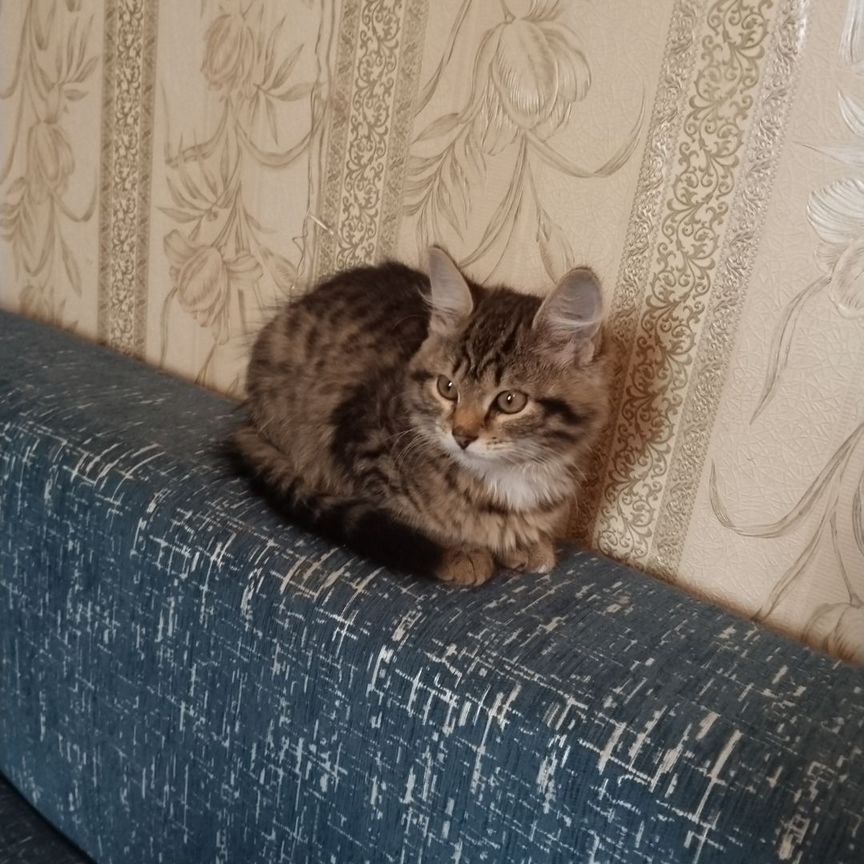 Котенок в добрые руки