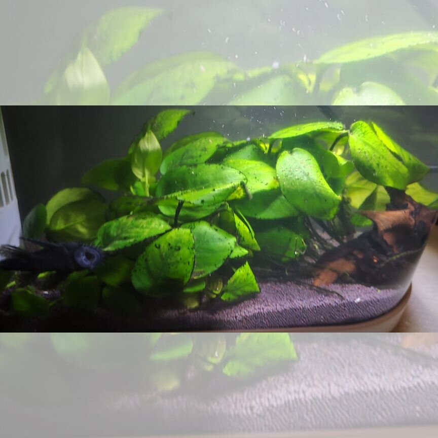 Аквариумное растение