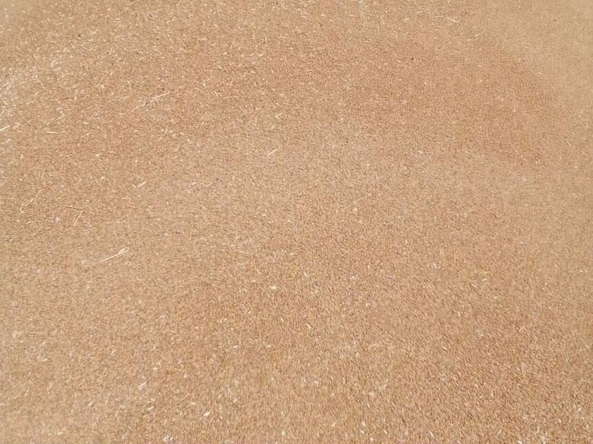 Озимая пшеница