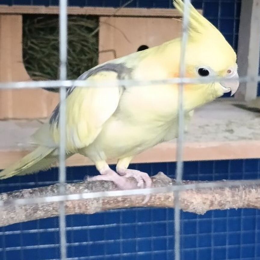 Попугай корелла ручной, мальчик