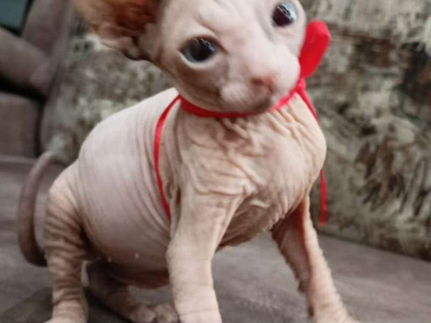 Канадский сфинкс