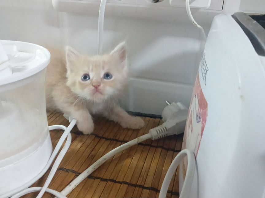 Персидские котята