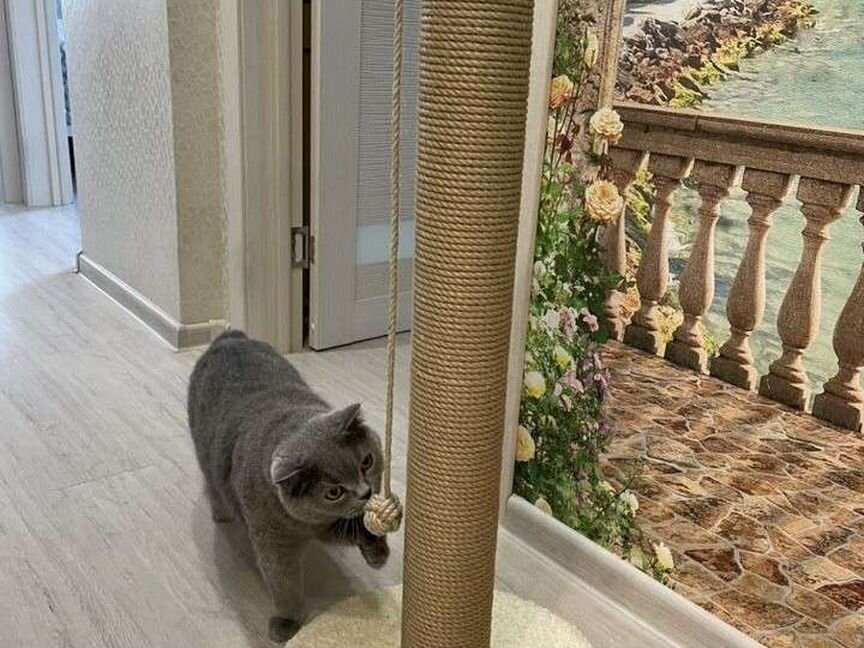 Когтеточка