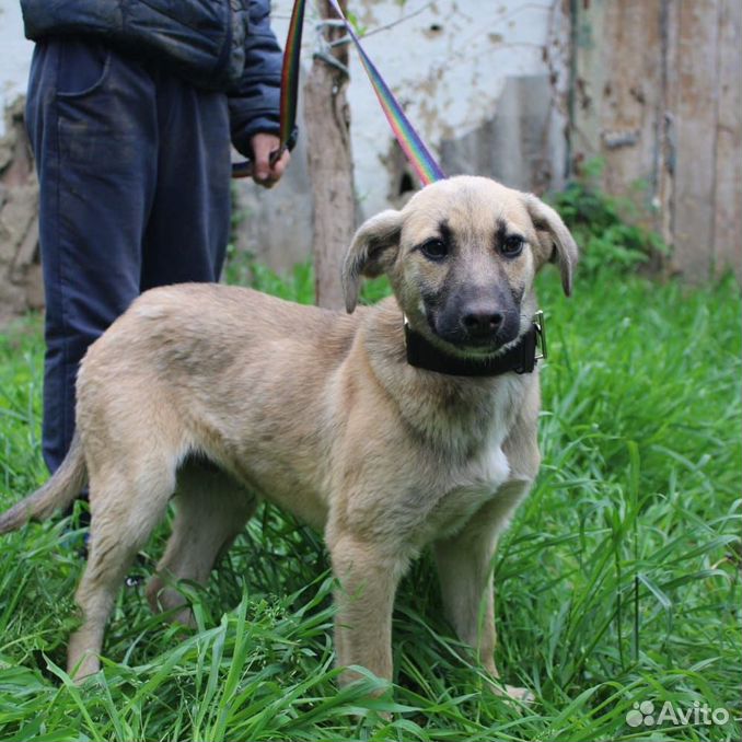 Отдам щенка небольшой собаки