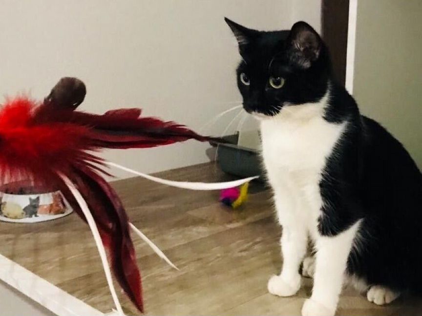 Кошку бросили в подьезде