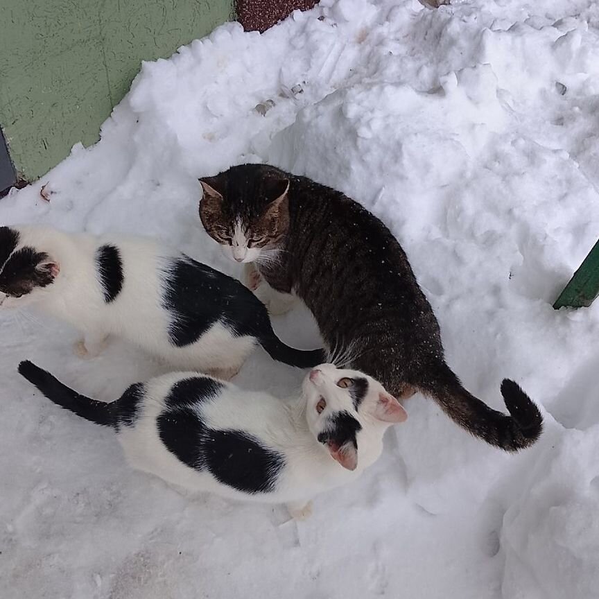 Взрослый кот в добрые руки