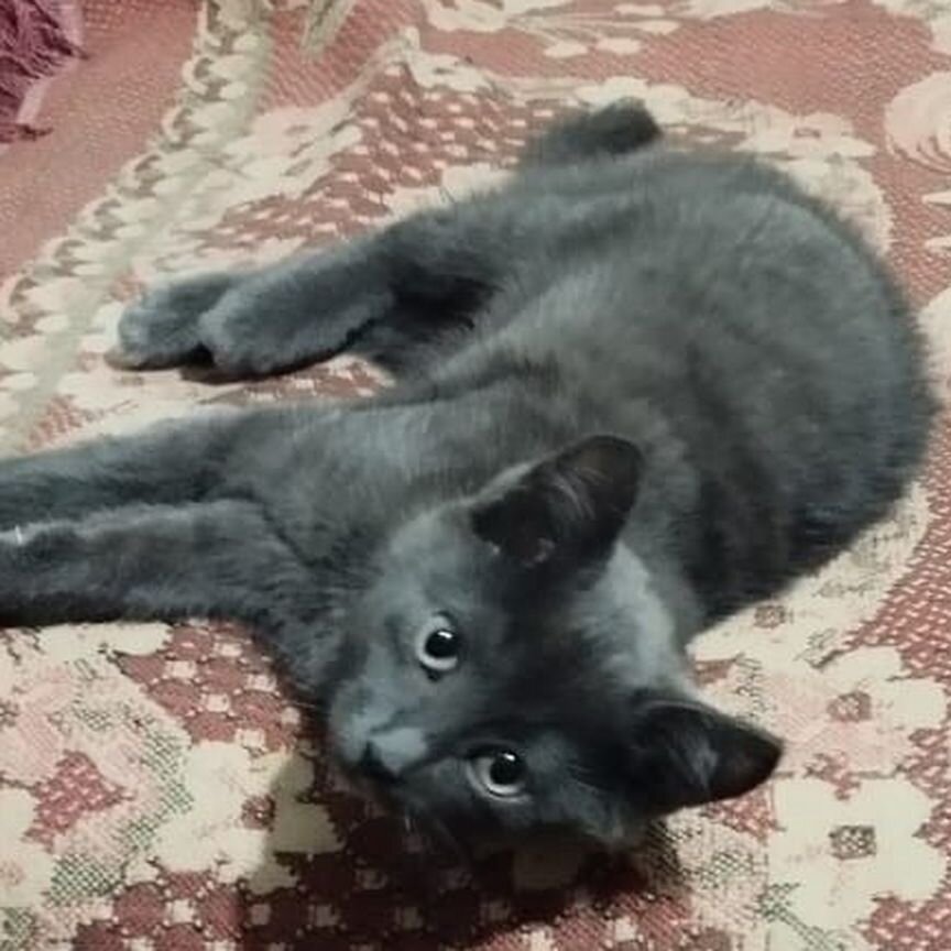 Котёнок в добрые руки