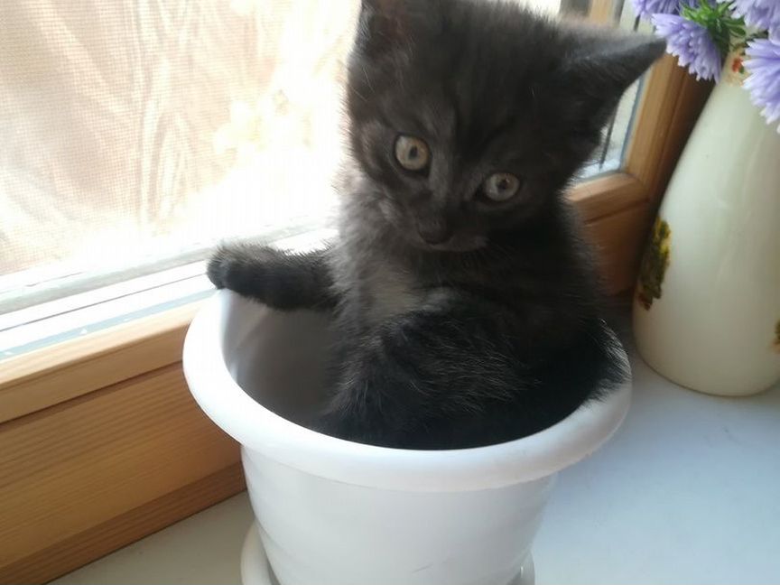 Котенок мальчик