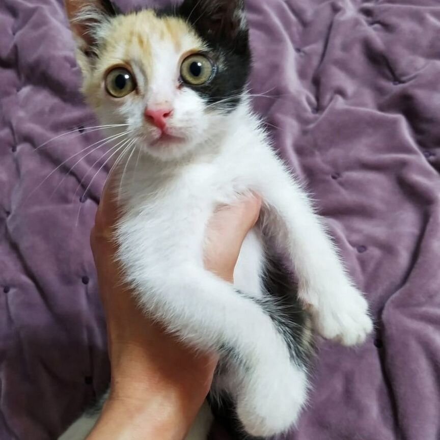 Котенок девочка трехцветная