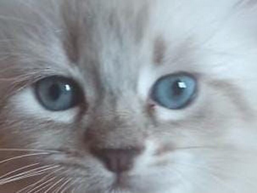 Невские маскарадные котята