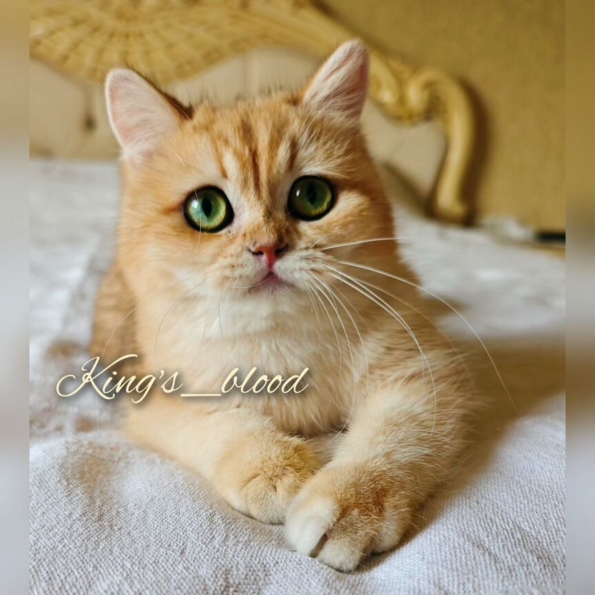 Британская кошечка