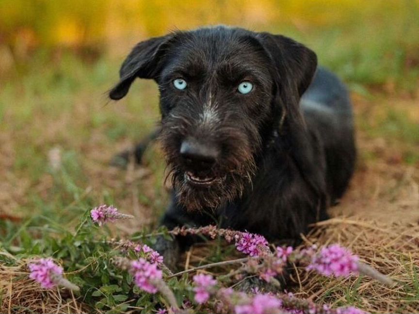 Собака в добрые руки