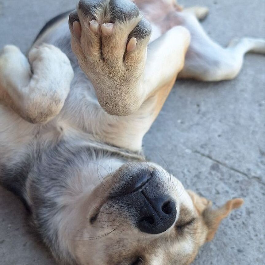 Ищем хорошего хозяина хорошей собаке