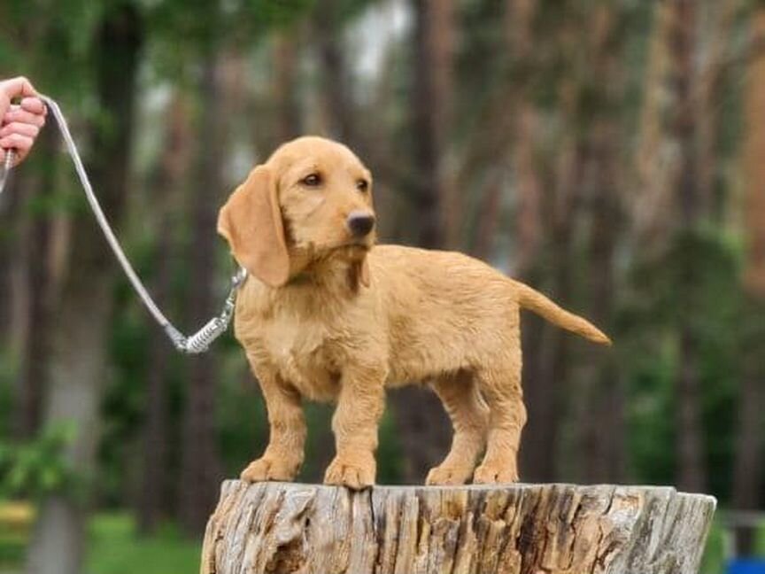 Щенок редчайшей породы Рыжий Бретонский Бассет