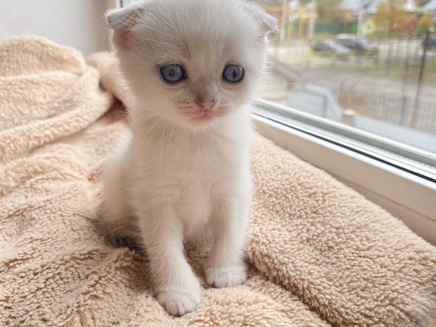 Шотландские котята