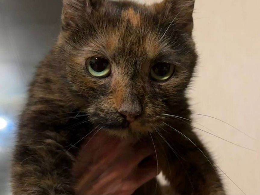 Кошка в дар