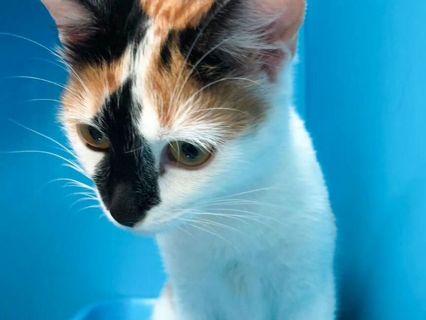 Трехцветная кошечка в добрые руки