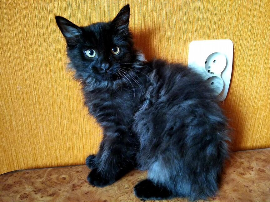 Котёнок в добрые руки