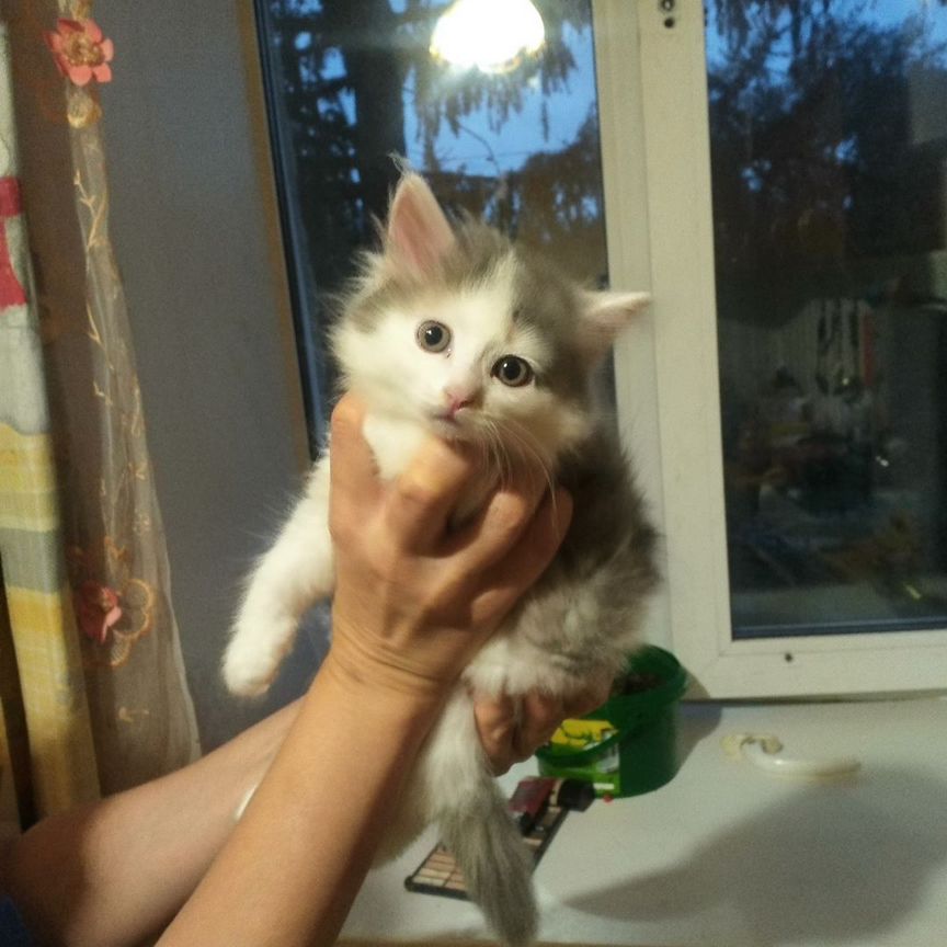 Кошечка родилась 26 июня в добрые руки