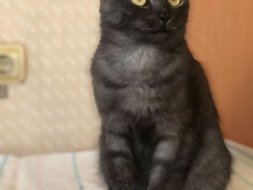 Кошка в добрые руки