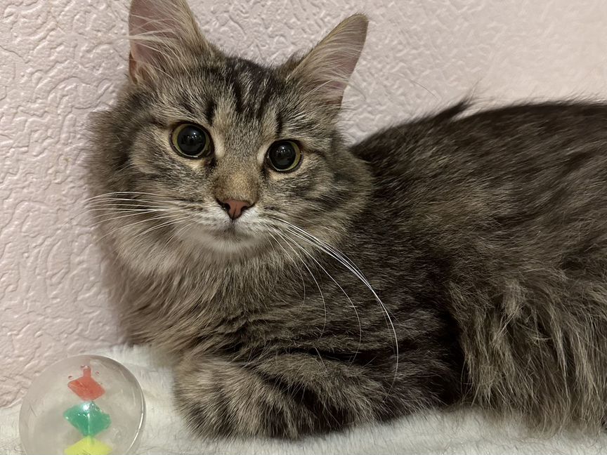 Кошечка Ляля ищет дом