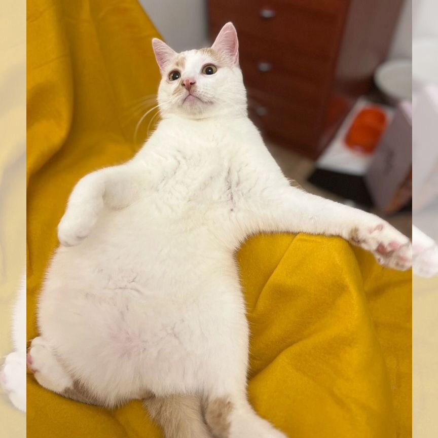 Очень красивые белые коты