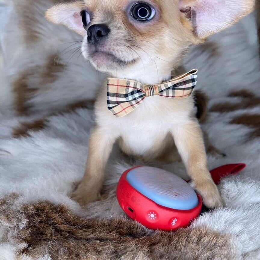 Кукольный Мальчишка Чихуахуа