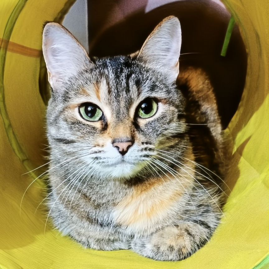 Взрослая, кошка в добрые руки