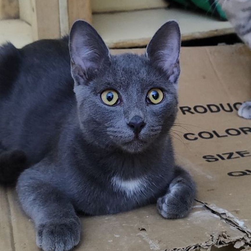 Котенку нужен хозяин