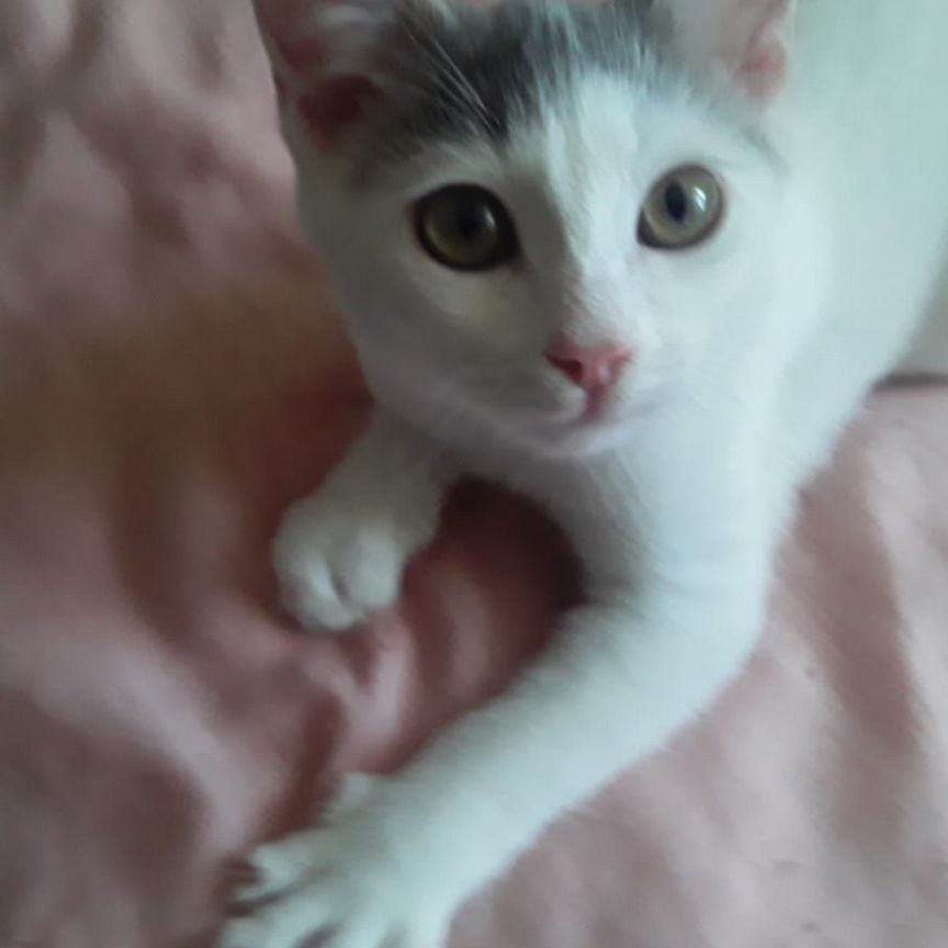 Отдам белого котенка