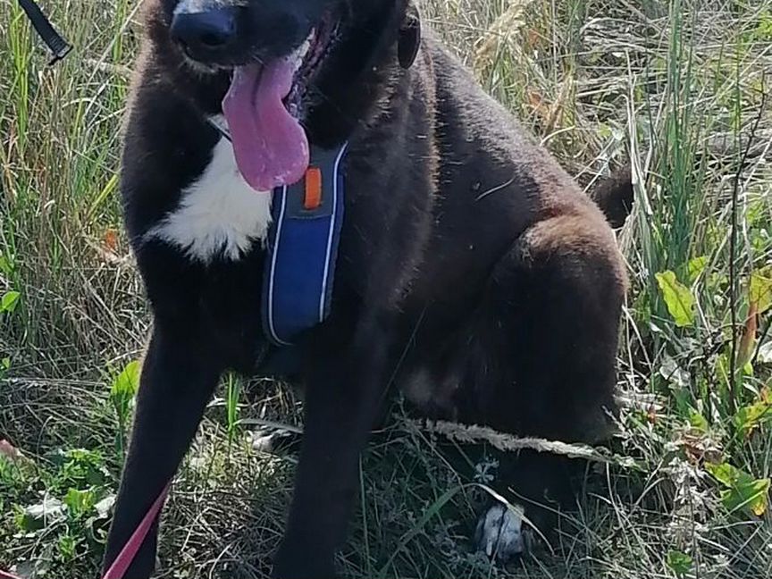 Собака в добрые руки