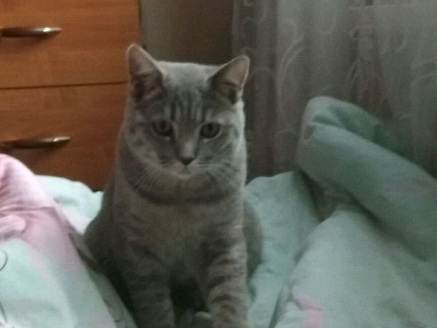 Молодой шотландский котик познакомится с невестой