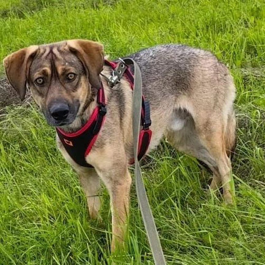 Собака Тошка в дар бесплатно