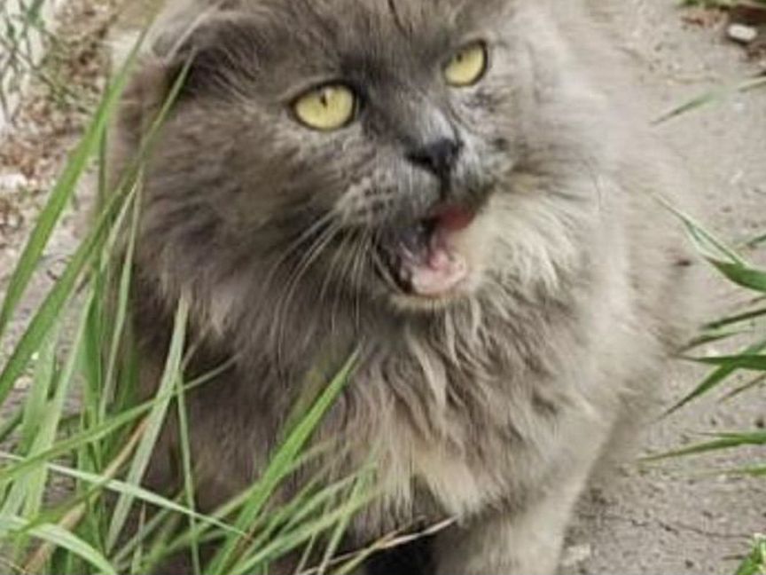 SOS Вислоухая пушистая кошка краса ищет дом