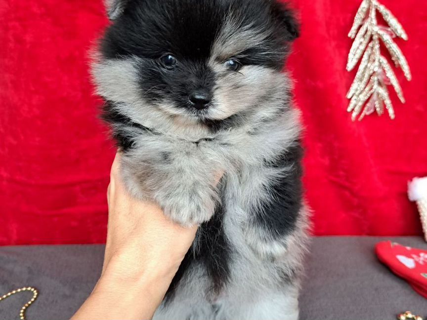 Мальчик окрас мерле померанского шпица
