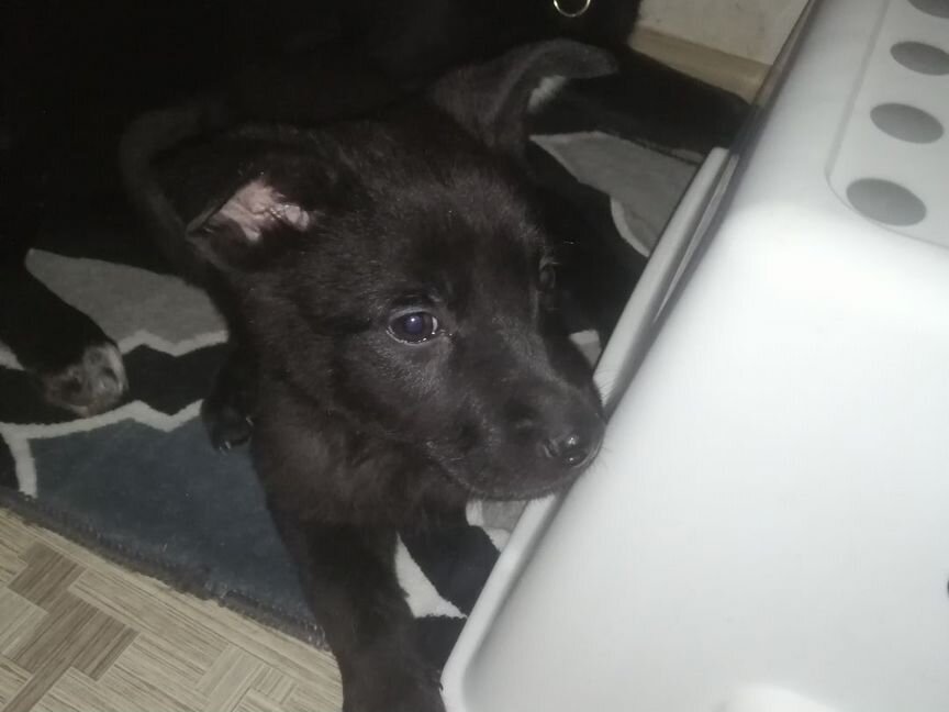 Рокки Бальбоа