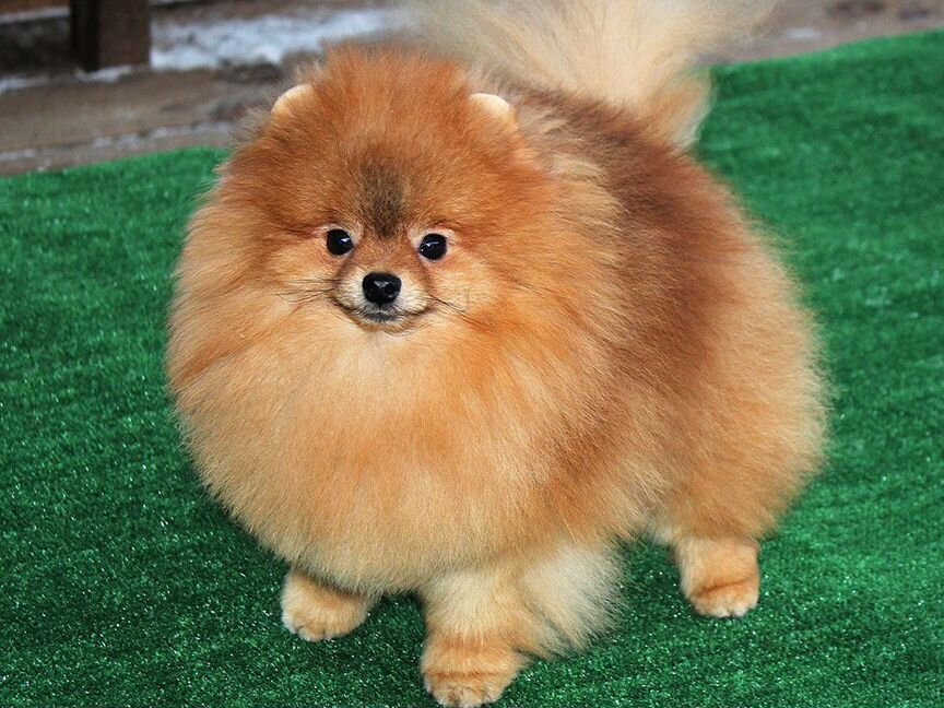 Померанец мальчик, 1,5 года