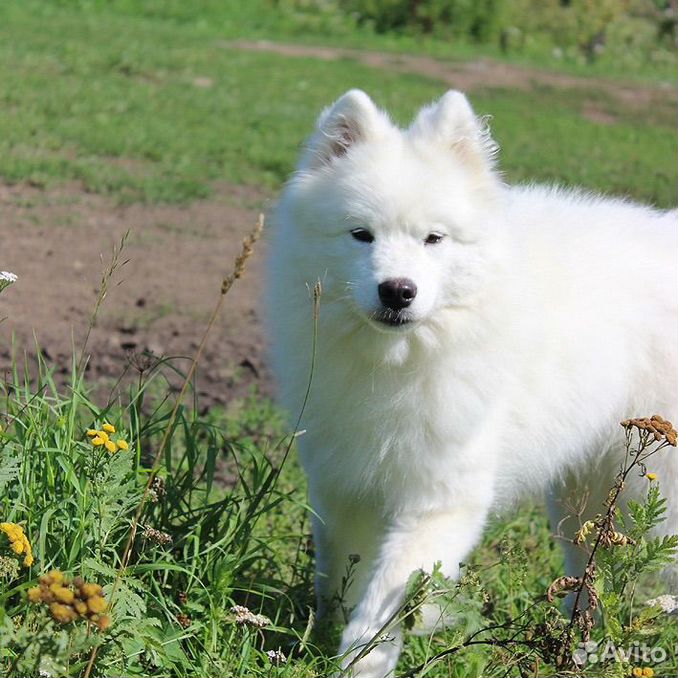 Самоедская лайка